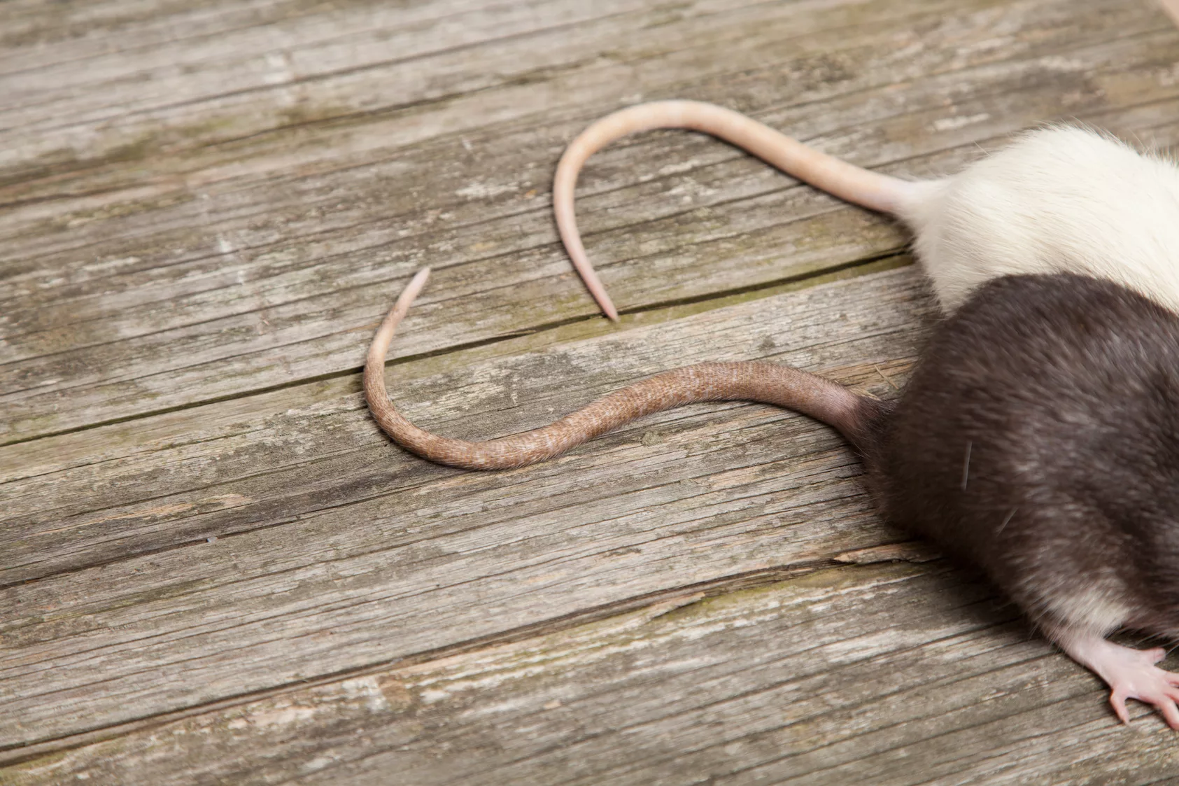 How to Get Rid of Rats & Mice | Sound Pest Control