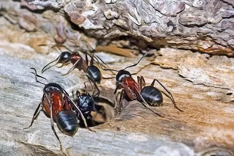 Common Ants in Washington State | Ant Guide