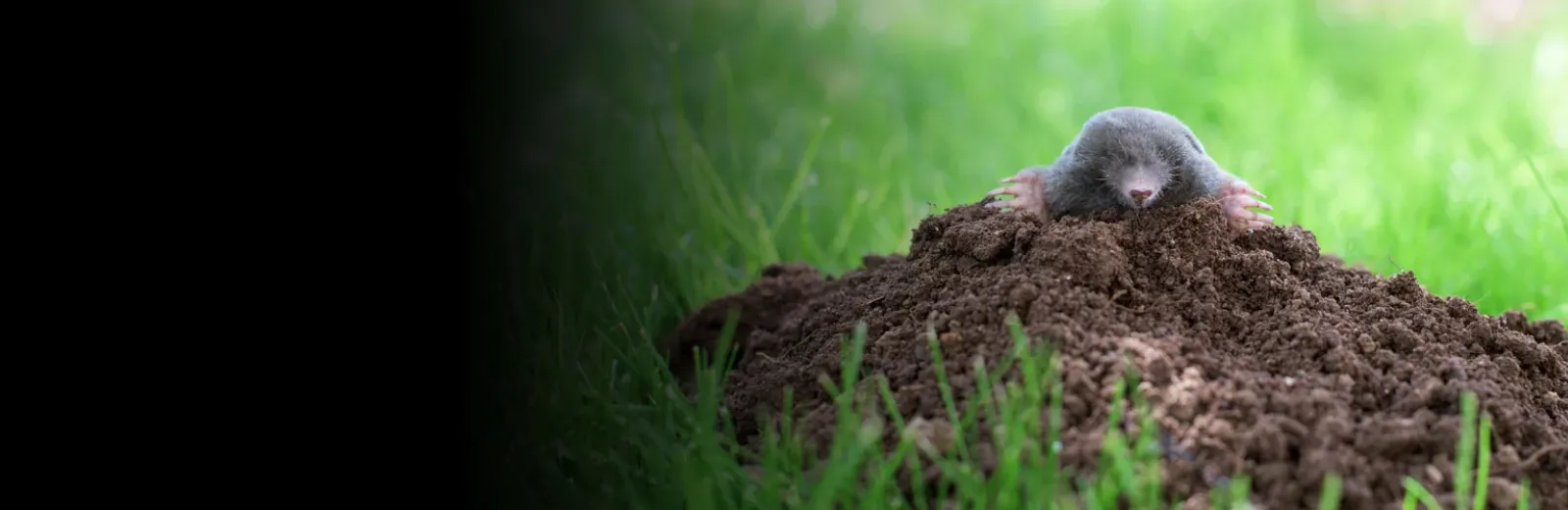 Mole Control Near Me | Local Exterminators | Sound Pest Control