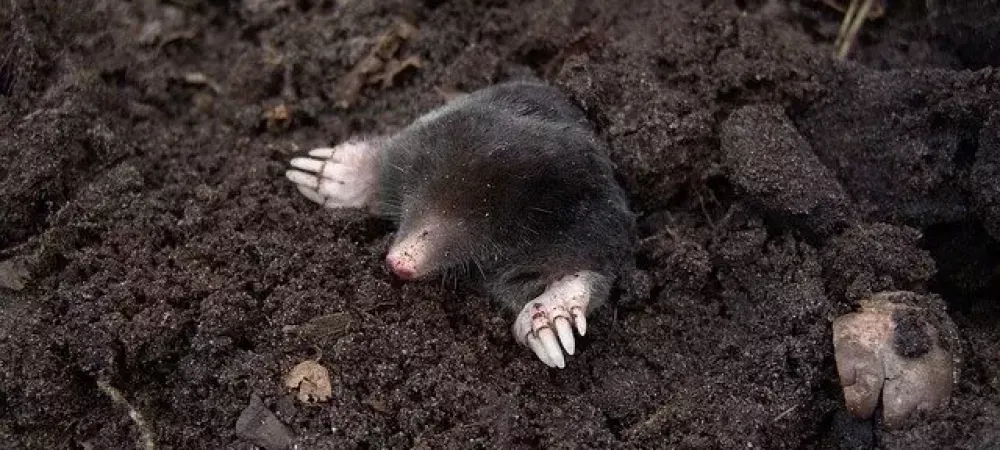 How to Identify And Get Rid of Moles | Sound Pest Control